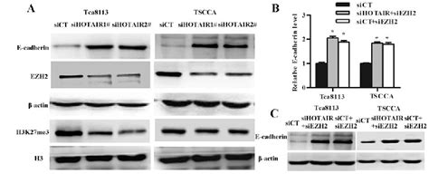 Figure 5 From Long Non Coding Rna Hotair Promotes Tumor Cell Invasion