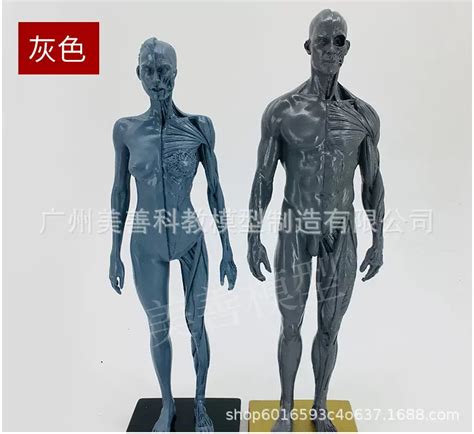 艺用人体解剖 新款价格厂家货源 阿里巴巴