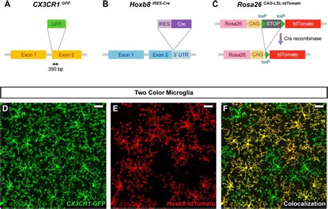 Two Distinct Ontogenies Confer Heterogeneity To Mouse Brain Microglia Pmc
