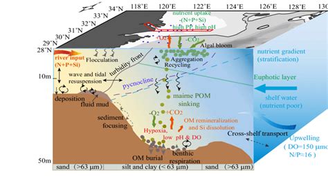 Conceptual Model For The Formation Of Summer Hypoxia In Bottom Waters Download Scientific