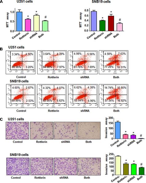 Rottlerin Inhibits Cell Growth And Invasion Via Down Regulation Of
