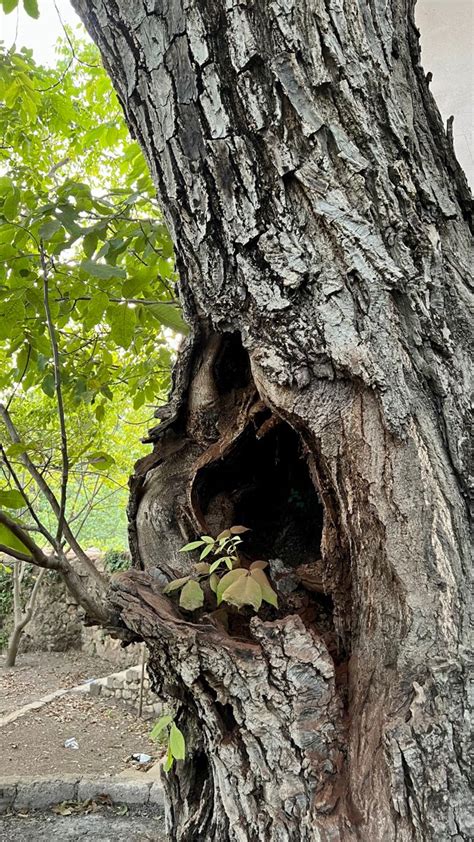 Tree Trunk Containing Cracked Tree And Trunk Artofit