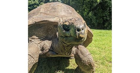 Най старата костенурка в света отпразнува 191 ия си рожден ден