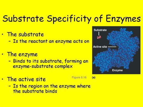 An Introduction To Metabolism Ppt Download
