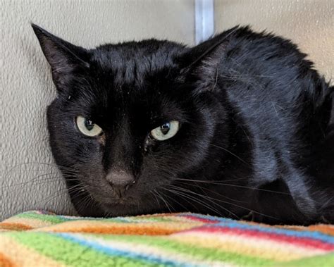Meet These Adoptable Pets At The Virginia Beach Spca Daily Press