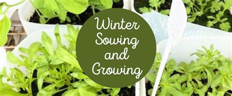 Winter Sowing And Growing Slide Washington County Public Library System