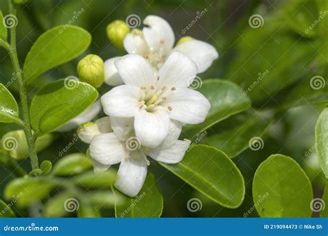 White Murraya Paniculata Flowers Kamini Flowers Stock Image Image Of
