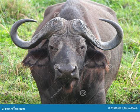 Buffalo Up Close Stock Image Image Of Blocking Colourful 59585453