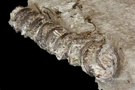 7 String Of Cretaceous Fossil Fish Vertebrae Kansas 115078 For