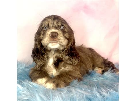 Cocker Spaniel Dog Female Chocolate Roan 3851415 Petland Pickerington