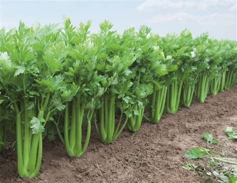 Céleri Tango Wh Perron