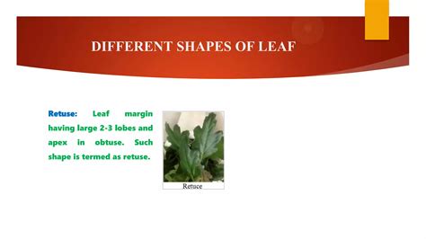 Shapes Of Plant Leaf Pdf
