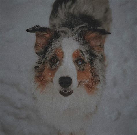 𝐍𝐚𝐯𝐢 Wiki Animal Roleplay Amino Amino