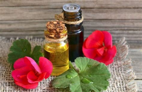 8 Scents That Mosquitoes Hate Know How To Repel Them