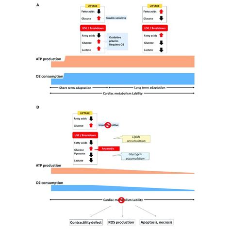 Metabolic Adaptation In The Cardiac Muscle A Physiological B