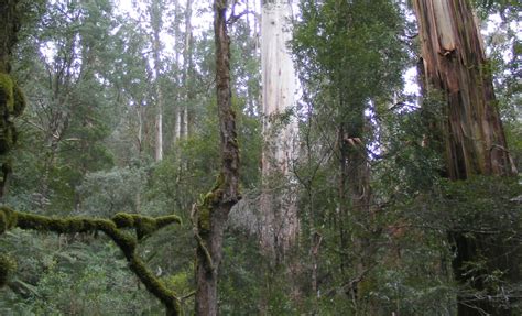 Public Shut Out Of Environmental Law Reform Process The Westsider