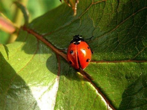 Не убивайте 6 полезных насекомых для сада и огорода