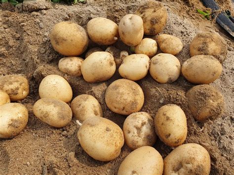 가을감자심는시기 싹난 씨감자 심기 심는방법감자재배 감자키우기 네이버 블로그