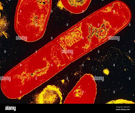 False Colour Transmission Electron Micrograph Of Bacillus Subtilis A