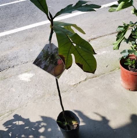 塔辣 香波蘿 實生苗 美好花果種苗園