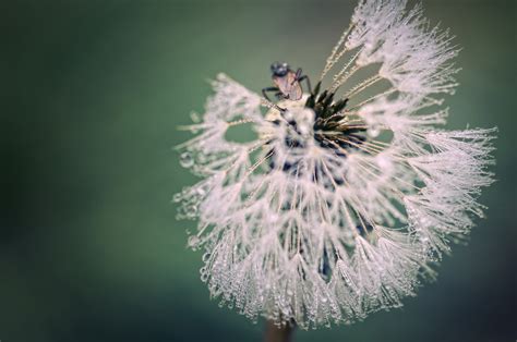 배경 화면 매크로 물방울 민들레 4912x3264 967499 배경 화면 Wallhere