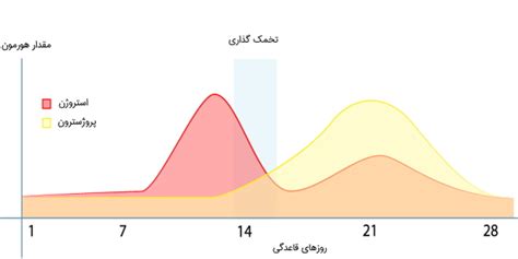 تخمدان چیست؟ — به زبان ساده فرادرس مجله‌