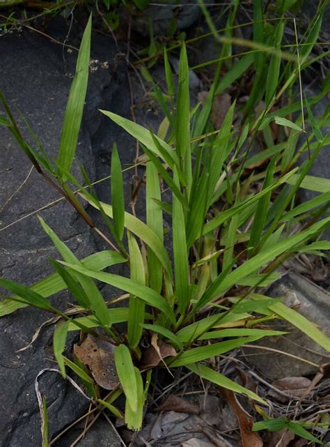 Paspalum Conjugatum Spring Ck Mowbray South Of Port Dou Flickr