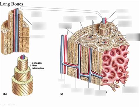 Gross Anatomy Of Compact And Spongy Bone Diagram Quizlet