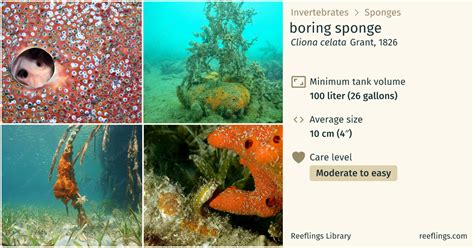 Boring Sponge · Cliona Celata · Reeflings Library