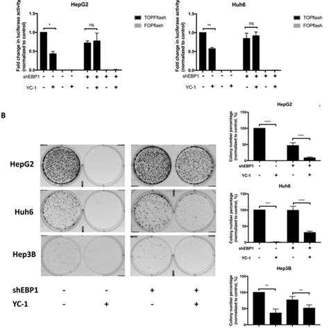 Schematic model of YC-1 involvement in the regulation of Wnt/β-catenin ...