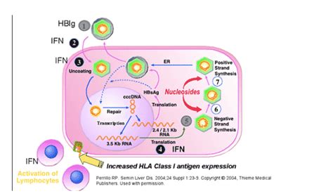 Interferon Therapy For Chronic Hepatitis B And Combination Interferon