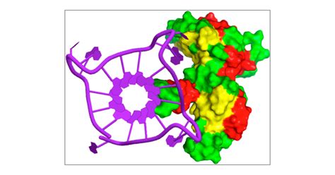 Structure Dependent Binding Of HnRNPA1 To Telomere RNA Journal Of The