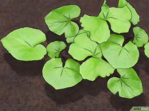 Jak Pěstovat Křen Wasabi 14 Kroků S Obrázky Wikihow