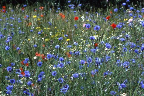 Cornflower Plantlife