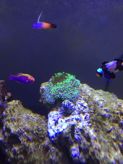 Algae Growing In Green Star Polyps R Reeftank