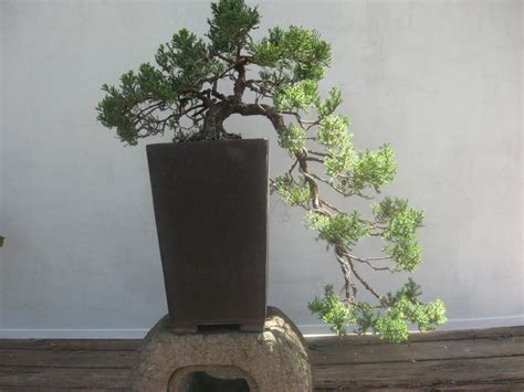 Bonsai Beginnings Juniperus Procumbens Nana