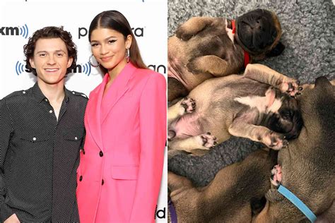 Tom Holland and Zendaya Cuddle Puppies at U.K. Animal Shelter