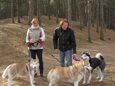 Curly Tail Husky General Husky Owners The Siberian Husky Forum