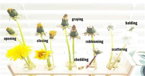 Dandelion Life Cycle Stages And Interesting Facts You Didn T Know Learn About Nature