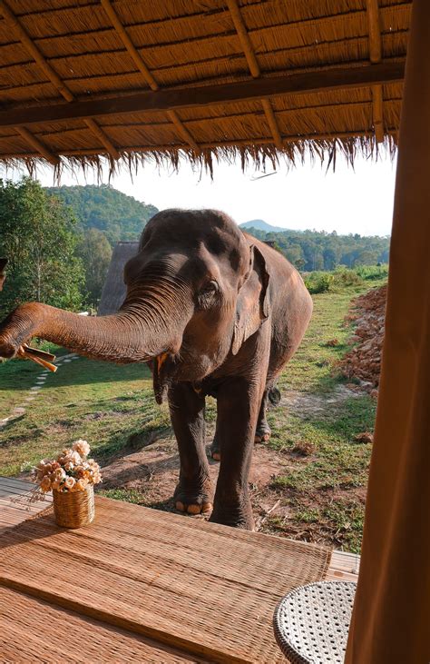 Chai Lai Orchid Is It Worth It Trekwithbeck