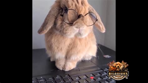 Free Clip Funny Bunnys Download Free Clip Funny Bunnys Png Images