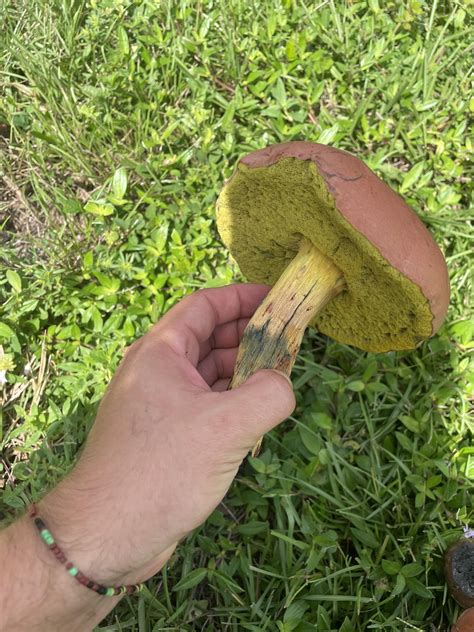 Blue Staining Boletes R Mycology