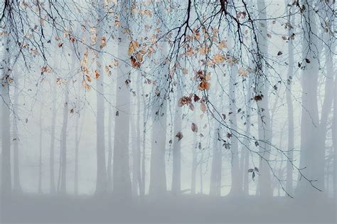 Scorched New Forest Scene Wins Landscape Photographer Of The Year 16 Amateur Photographer