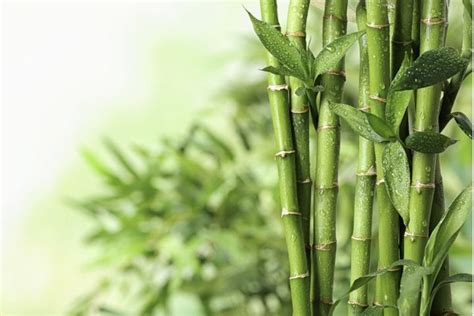 0688翻译 竹石 郑燮 知乎