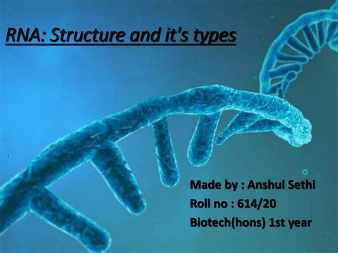 Rna Structure Wps Officepptx