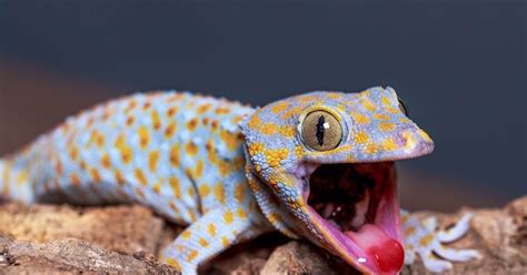 Гекон Пикабу