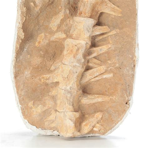 Fossil Partial Vertebrae In Matrix Everything But The House