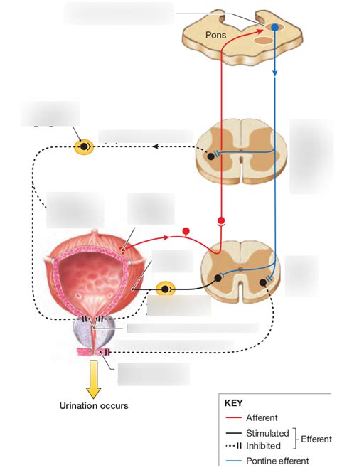 The Urine Voiding Reflex And Urination Diagram Quizlet