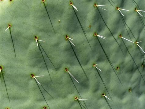 Cactus Long Thorns Spicy Full Free Photo On Pixabay Pixabay