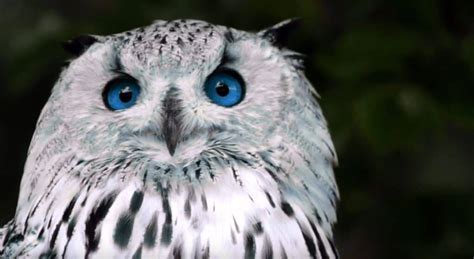 Snowy Owl With Blue Eyes